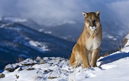 Declaran extinto al "puma oriental" que una vez fue el mamífero ...